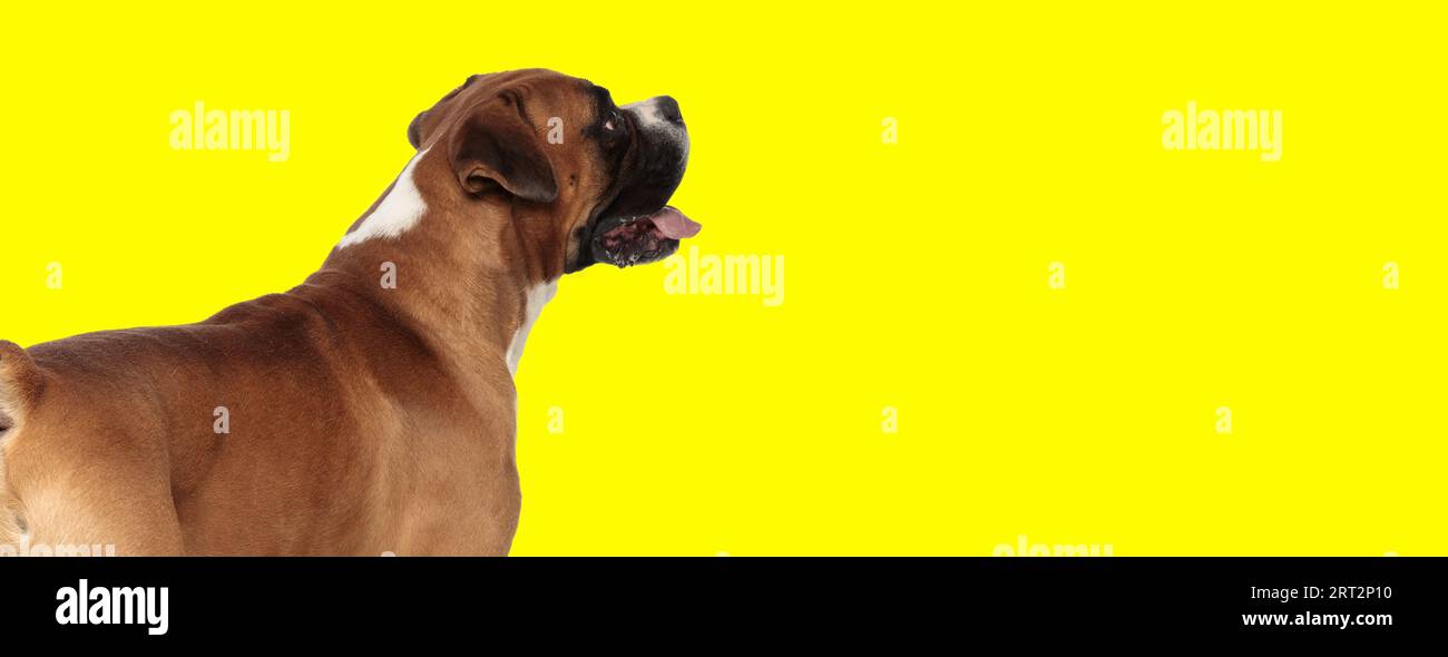 Picture of cute boxer dog looking to side and panting in an animal ...