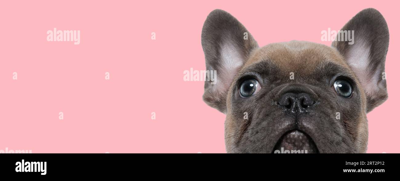 Picture of beautiful french bulldog dog hiding his face in an animal ...