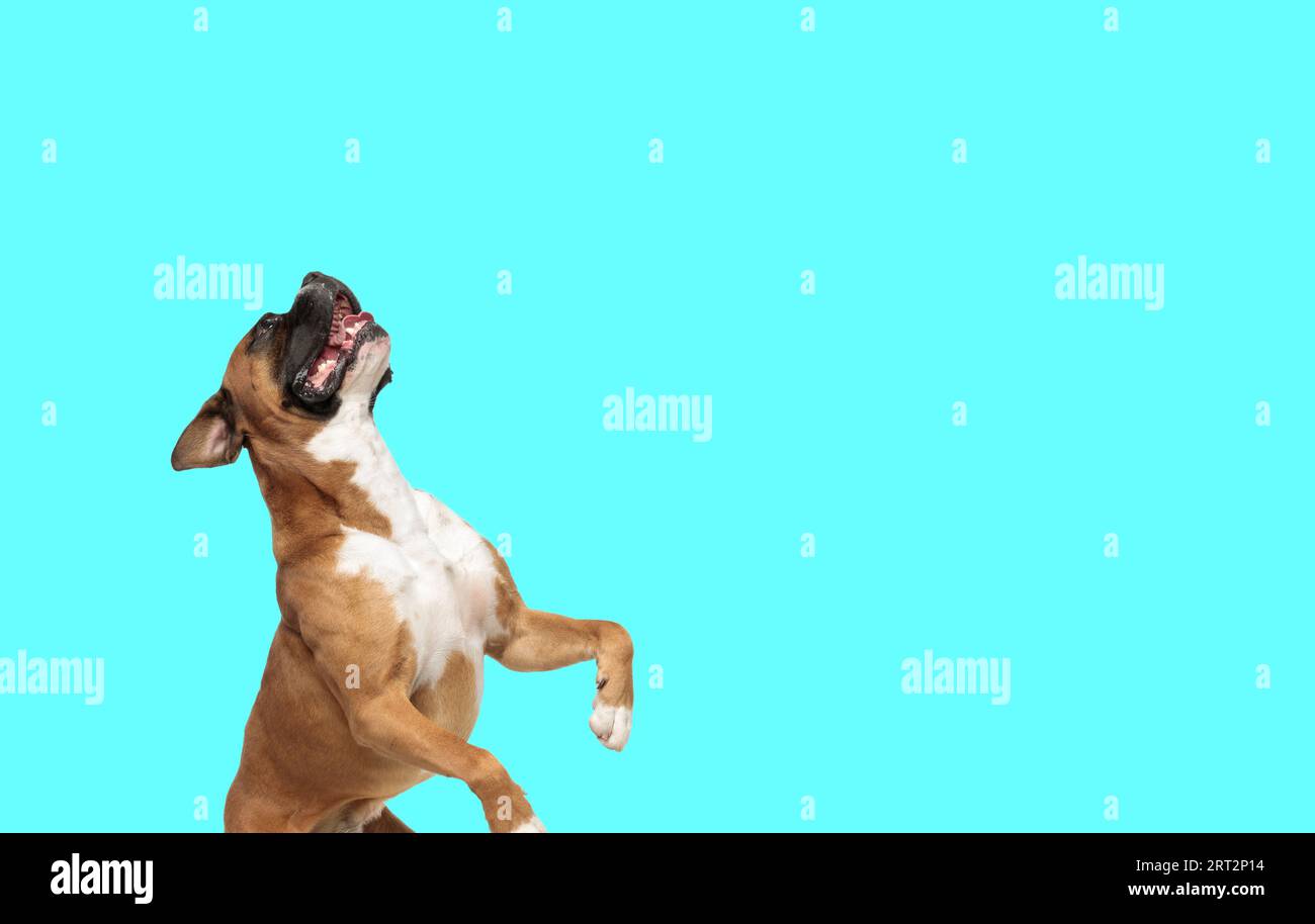Picture of beautiful boxer dog standing on hind legs and panting in an ...