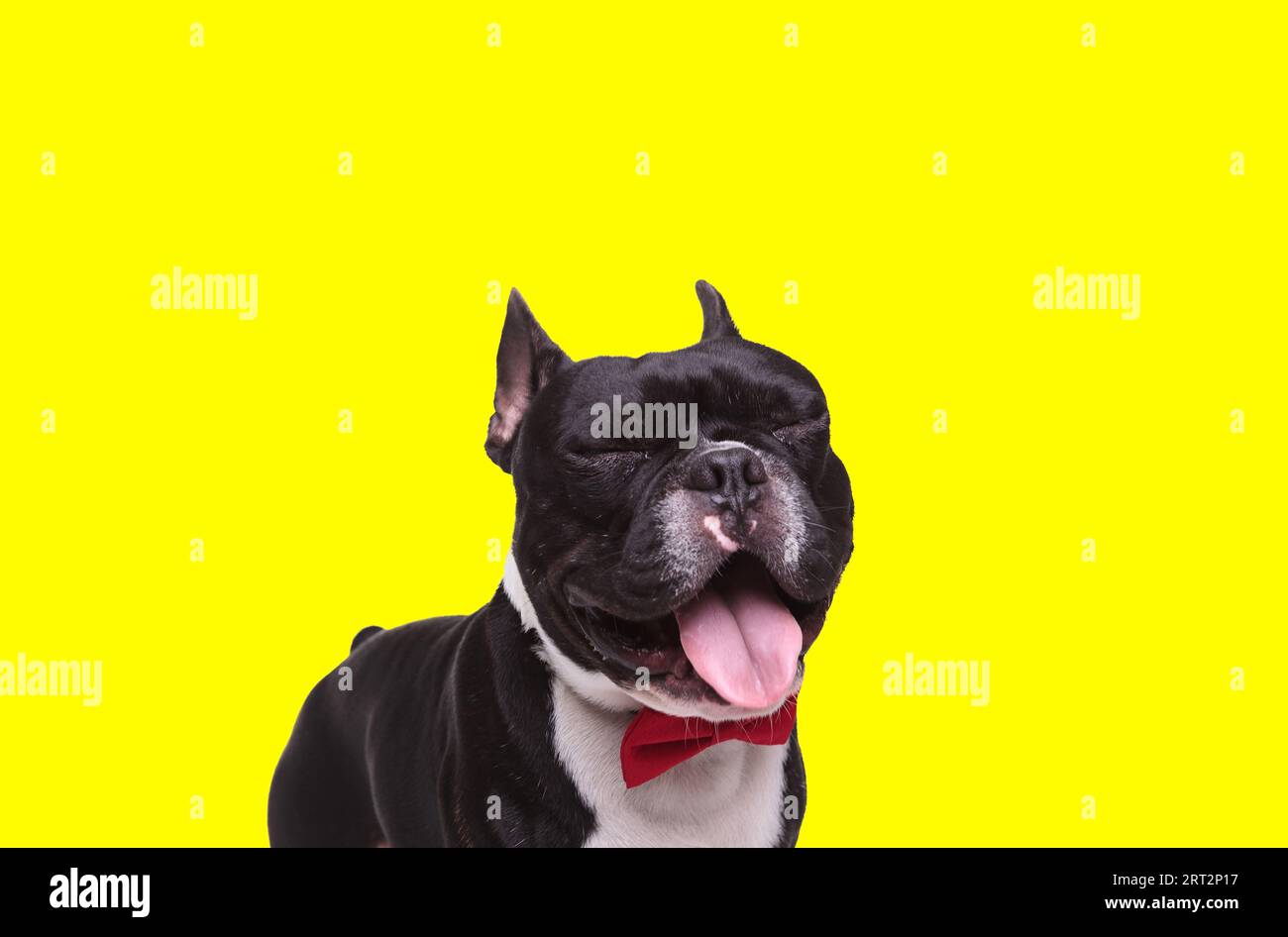 Laughing Bulldog