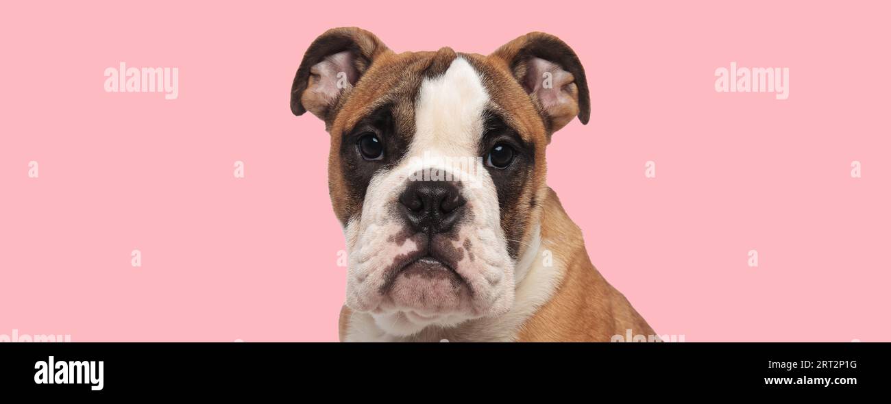 Picture of little english bulldog dog looking at the camera in an ...