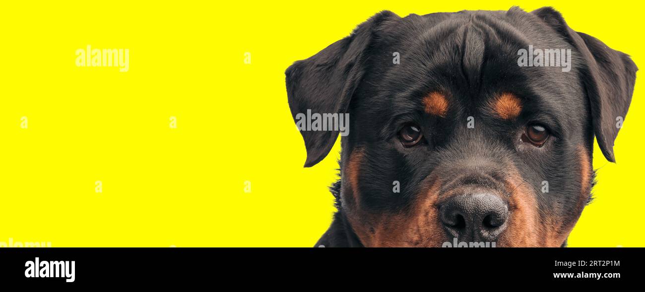 Picture of sweet rottweiler dog making a gloomy face in an animal ...