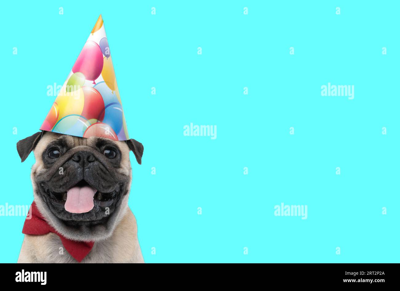 Picture of cute pug dog wearing birthday hat and sticking out tongue in ...
