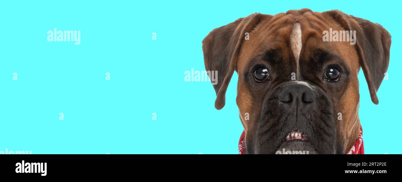 Boxer Dog Teeth