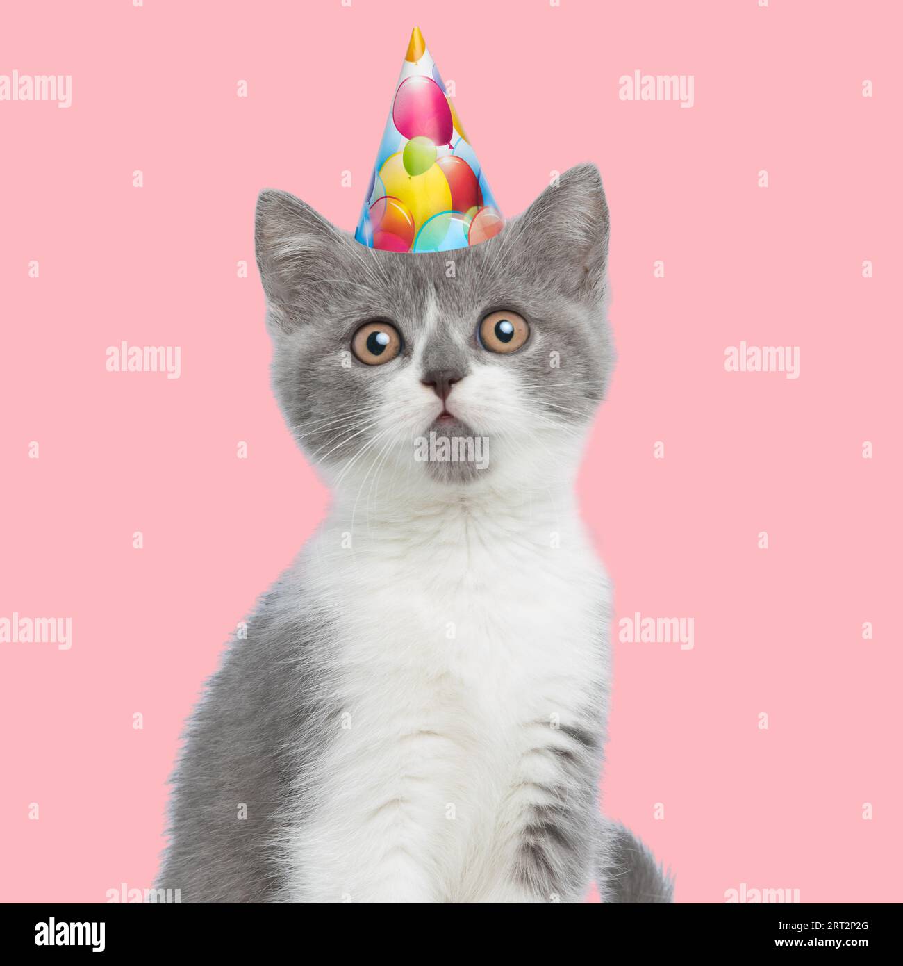 Picture of cute metis cat wearing birthday hat in an animal themed ...
