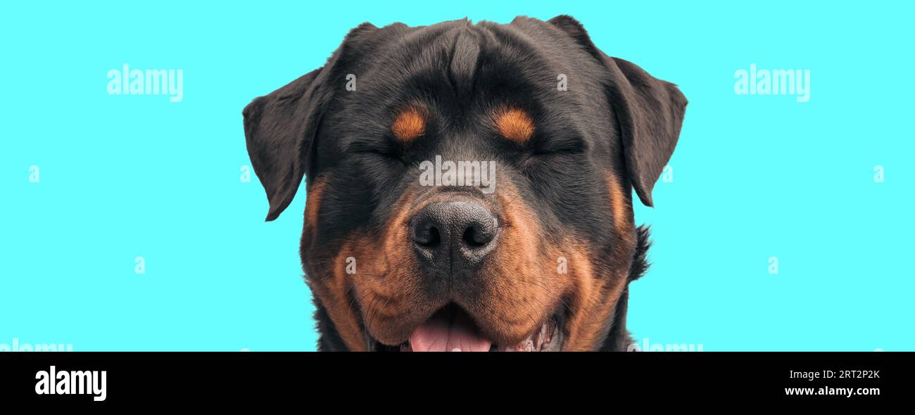 Picture of beautiful rottweiler dog sticking out tongue and mocking in ...