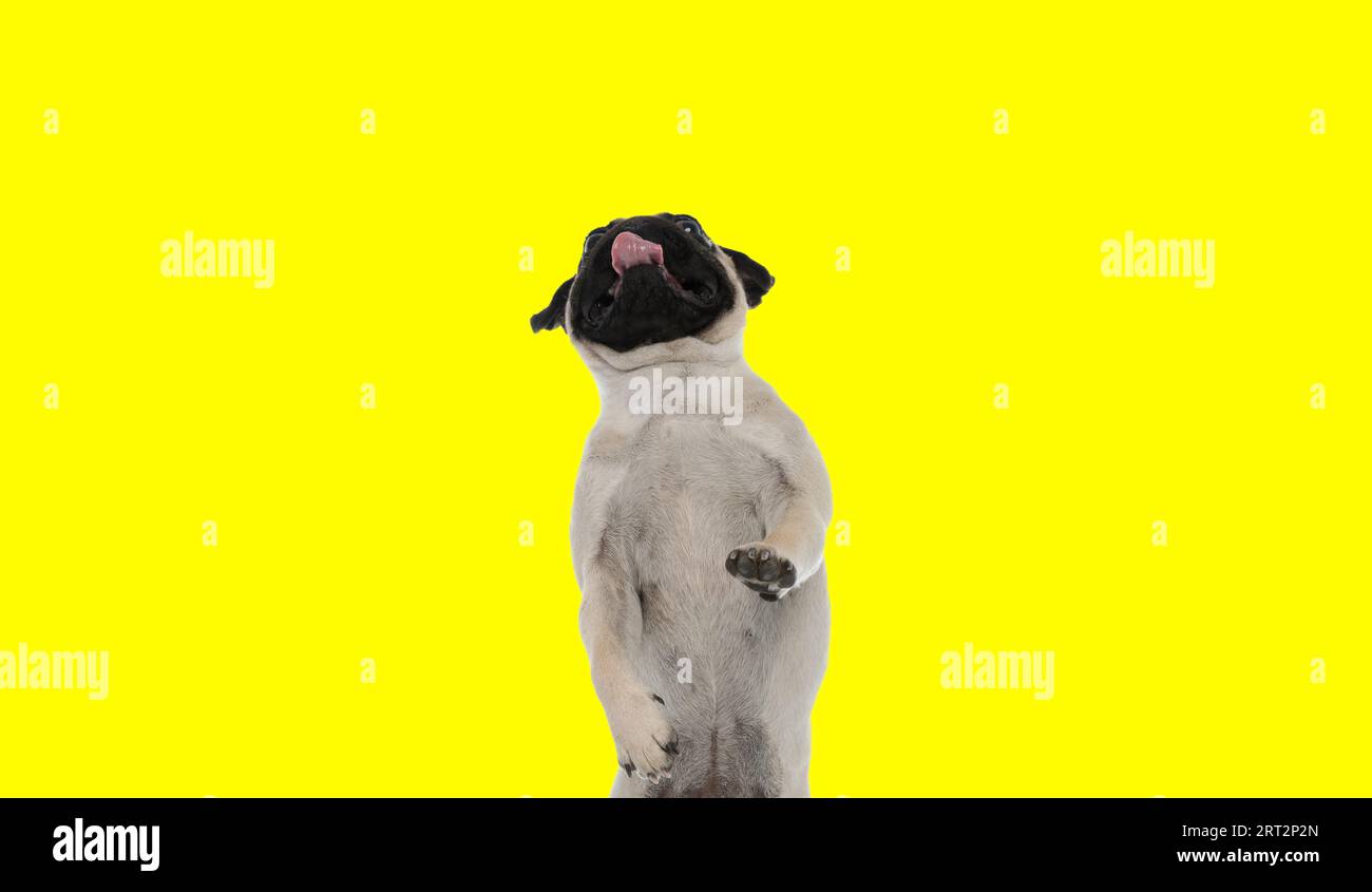 Picture of beautiful pug dog standing on hind legs and panting in an ...