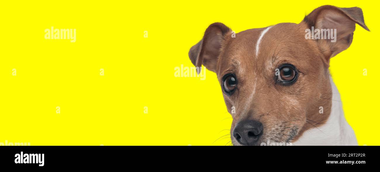 Picture of adorable jack russell terrier dog hiding his face in an ...