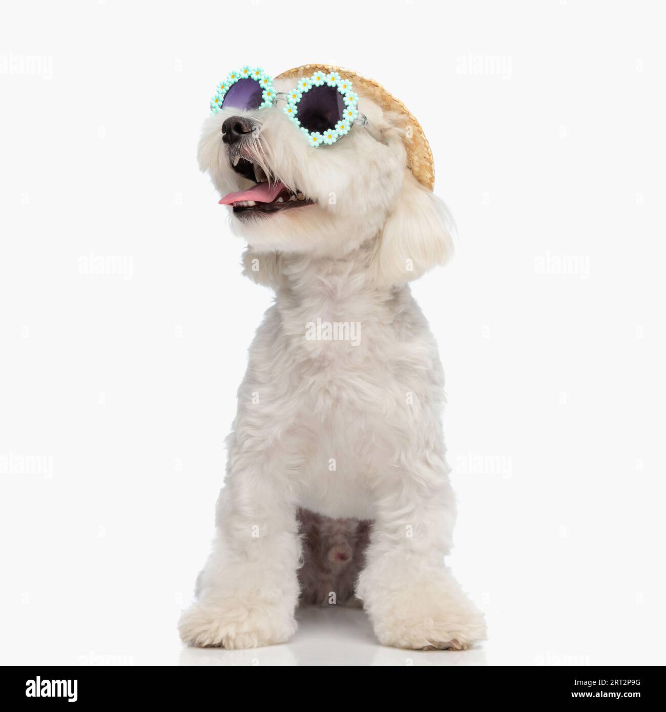 beautiful bichon dog with sunglasses and hat looking up and panting ...