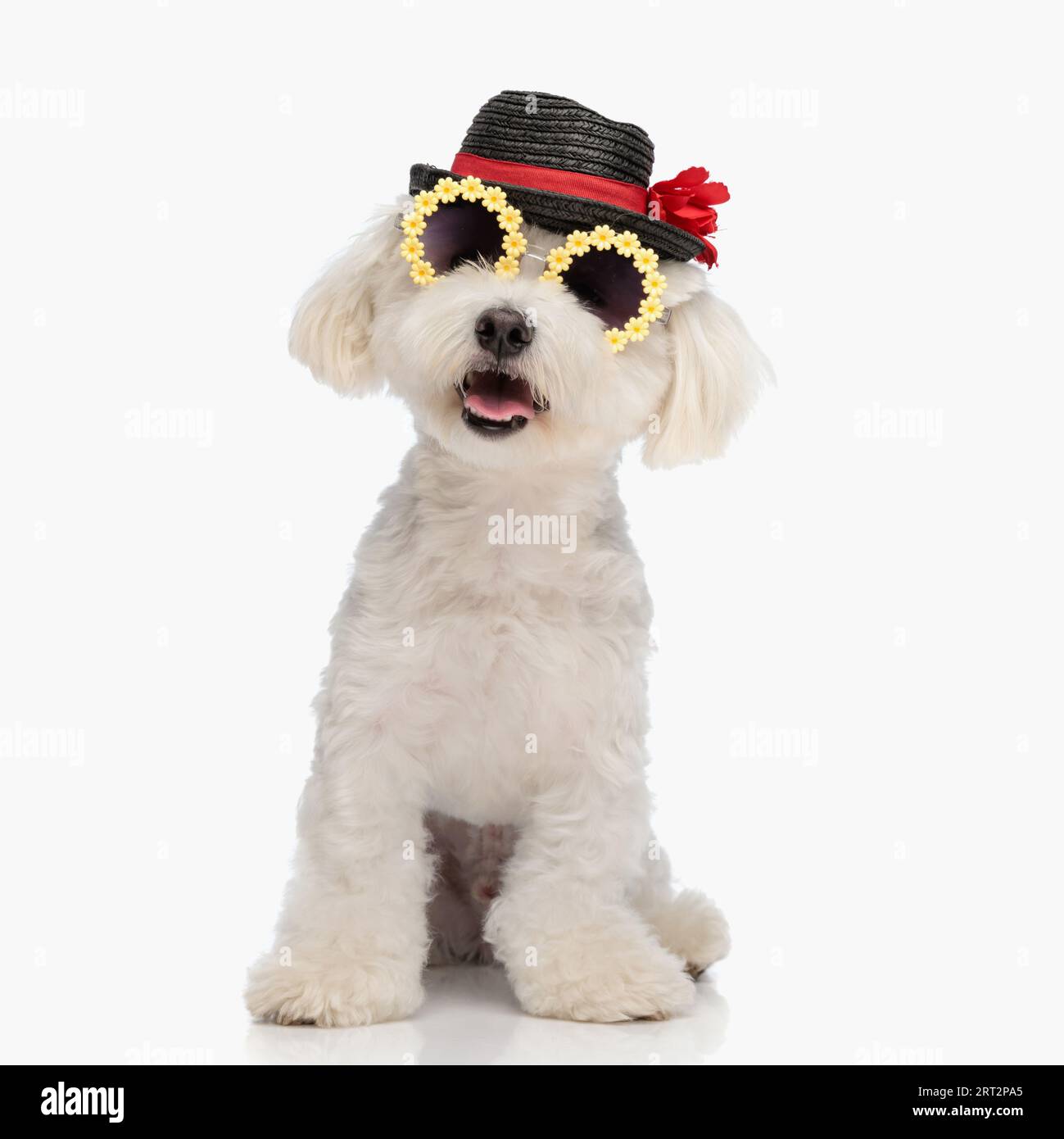 sweet bichoon doggy with hat and sunglasses sticking out tongue and ...