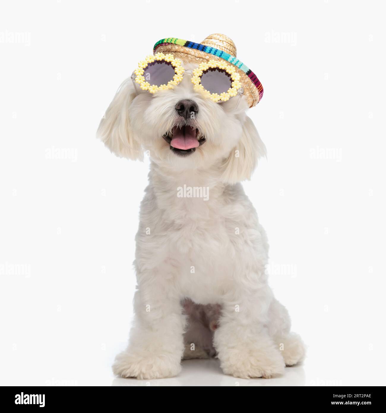 curious bichon dog with hat and glasses looking up and sticking out ...