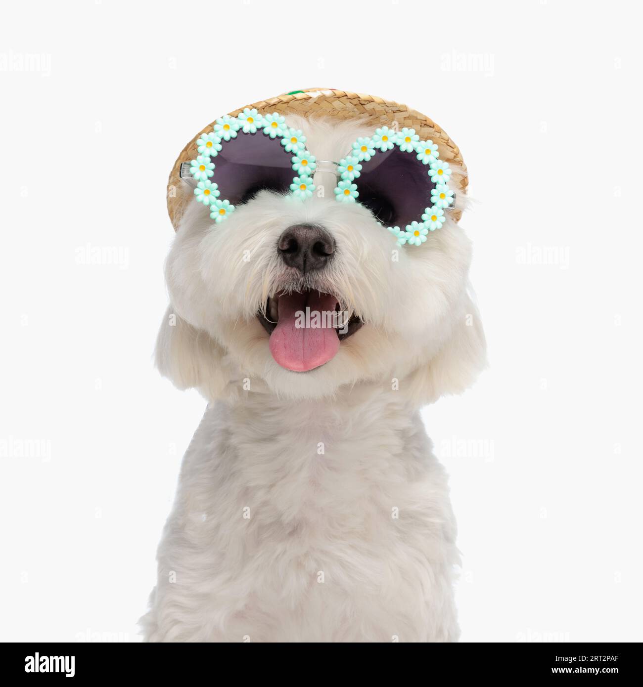 cute small bichon dog with sunglasses and hat sticking out tongue and ...