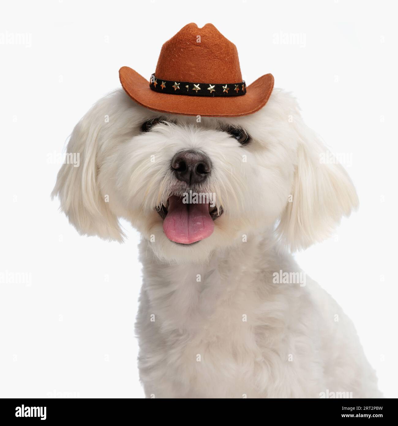 portrait of cute little bichon dog with cowboy hat and panting with ...