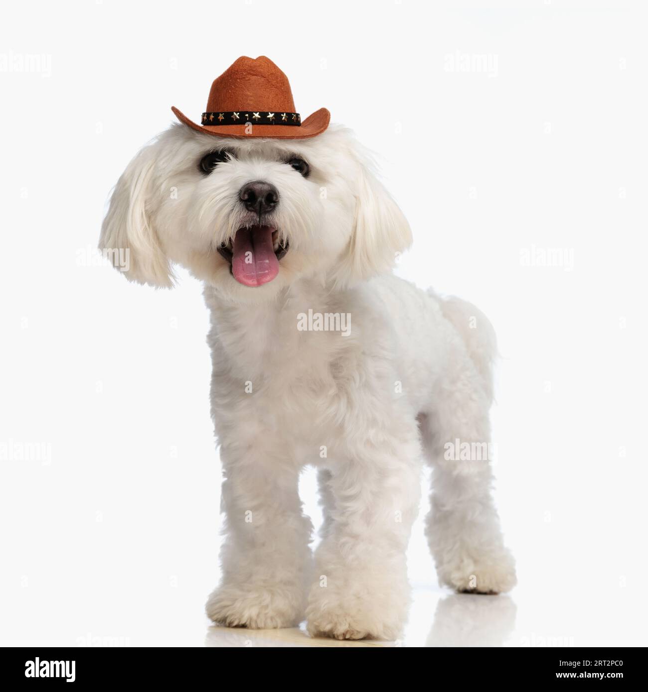 sweet sheriff bichon puppy wearing hat and sticking out tongue while ...