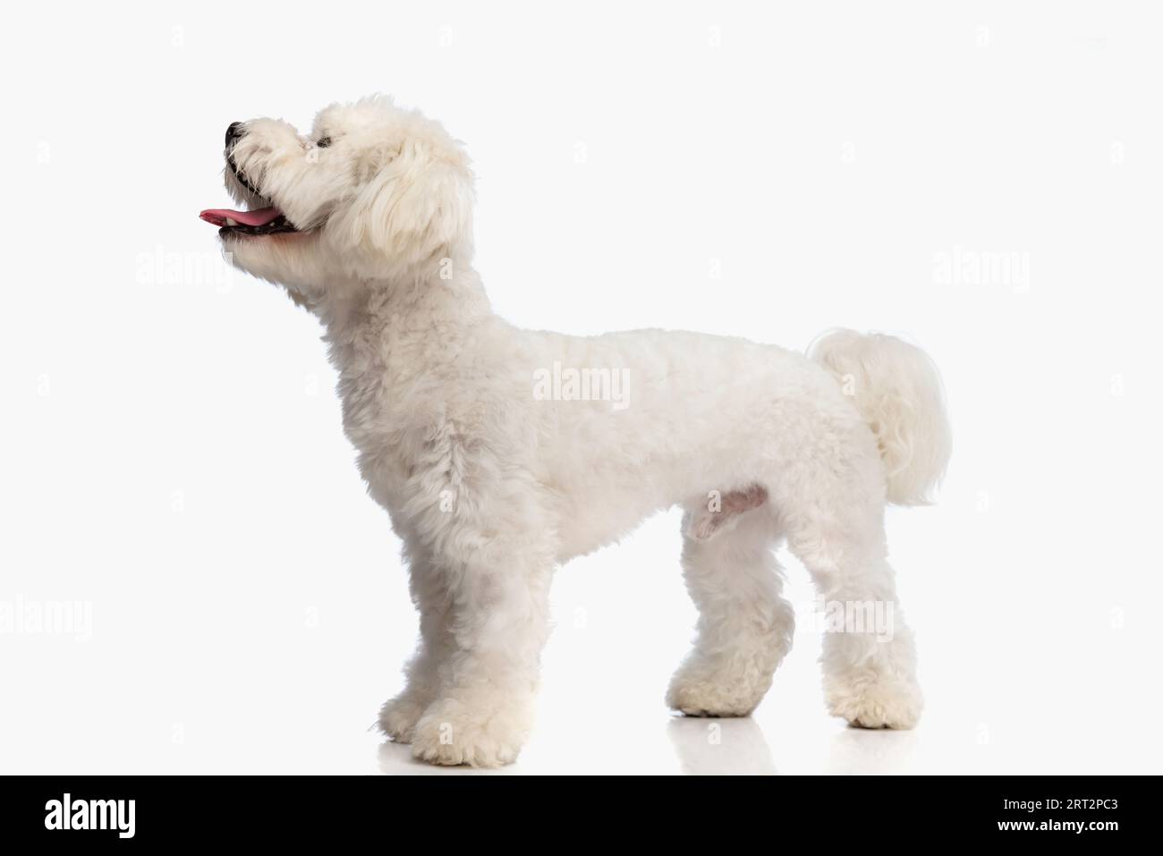 side view of precious little bichon dog sticking out tongue and looking ...