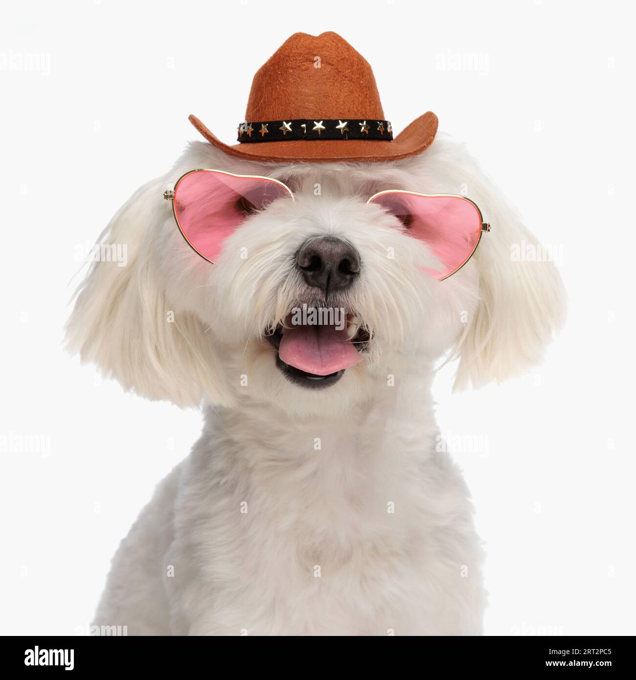 lovely little bichon with cowboy hat sticking out tongue and panting ...