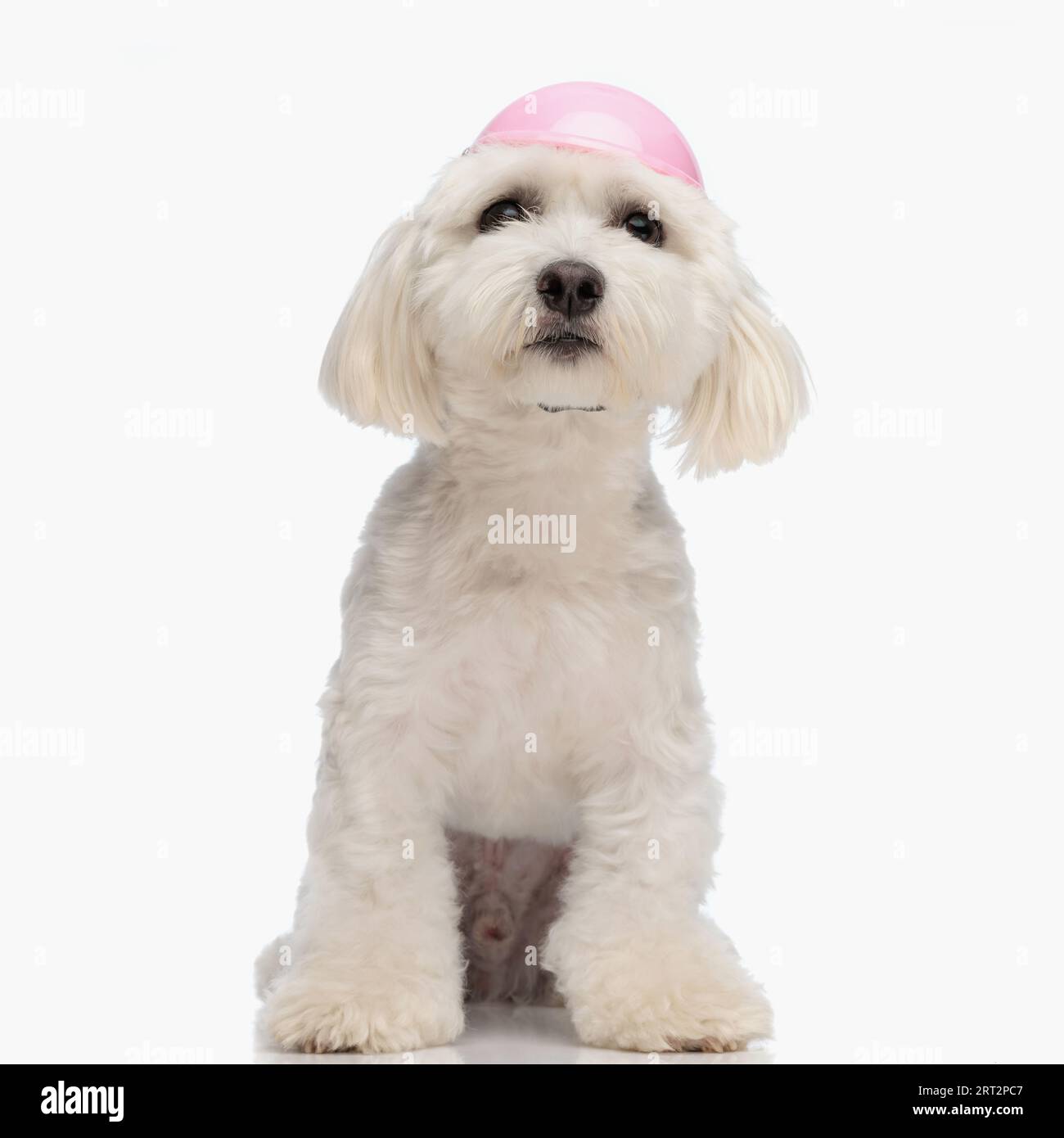 scared little bichon puppu looking up and wearing pink protection ...