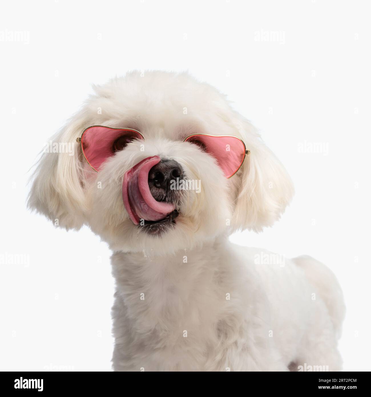 adorable bichon dog with heart sunglasses sticking out tongue and ...