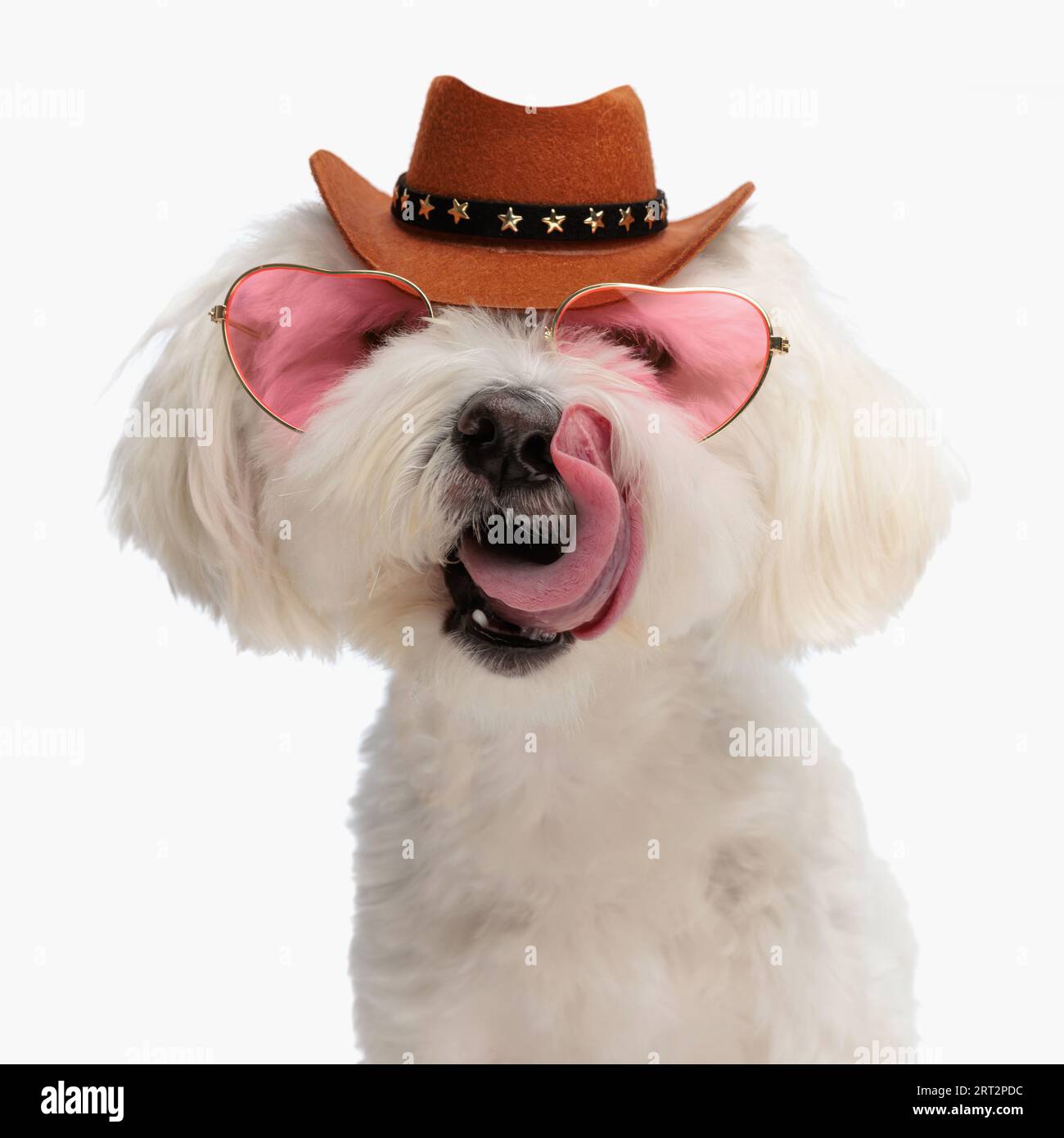 portrait of cute sheriff bichon dog with hat and glasses licking nose ...