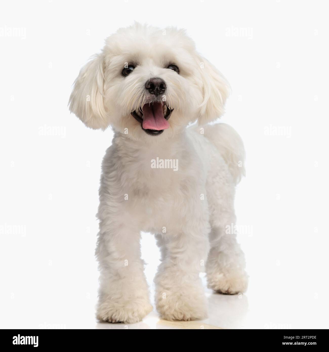 happy small bichon puppy sticking out tongue and panting while walking ...