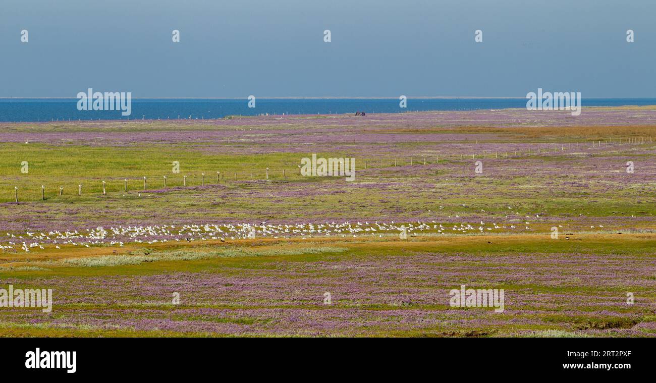 Purple flowering salt marshes on the East Frisian North Sea island of ...