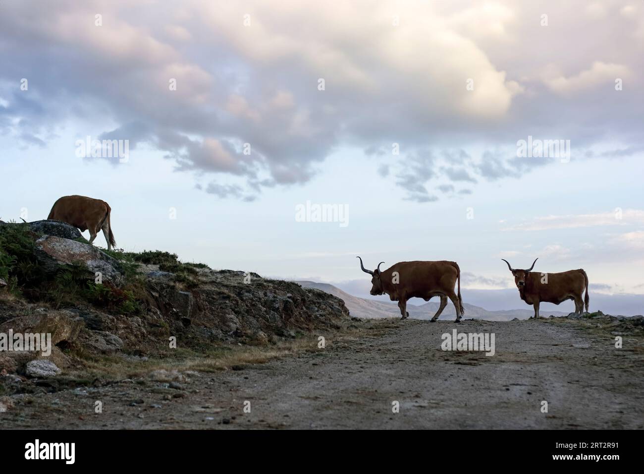 Mountain cattle, Barrosa breed, in their environment in the Pargue Nacional da Peneda Geres at ...