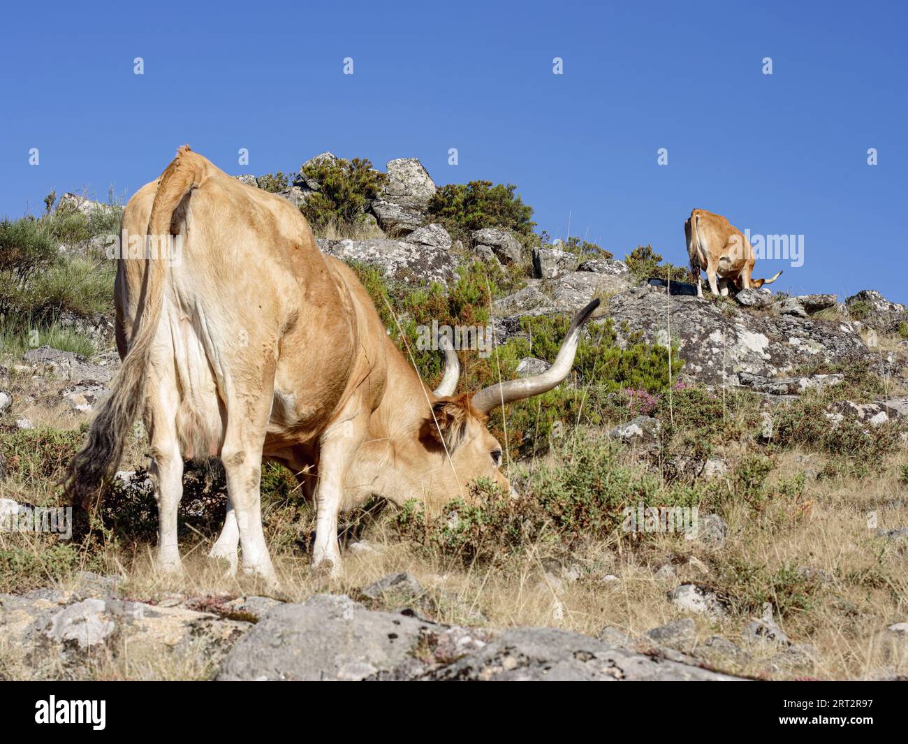 Pure bred beef cattle hi-res stock photography and images - Alamy