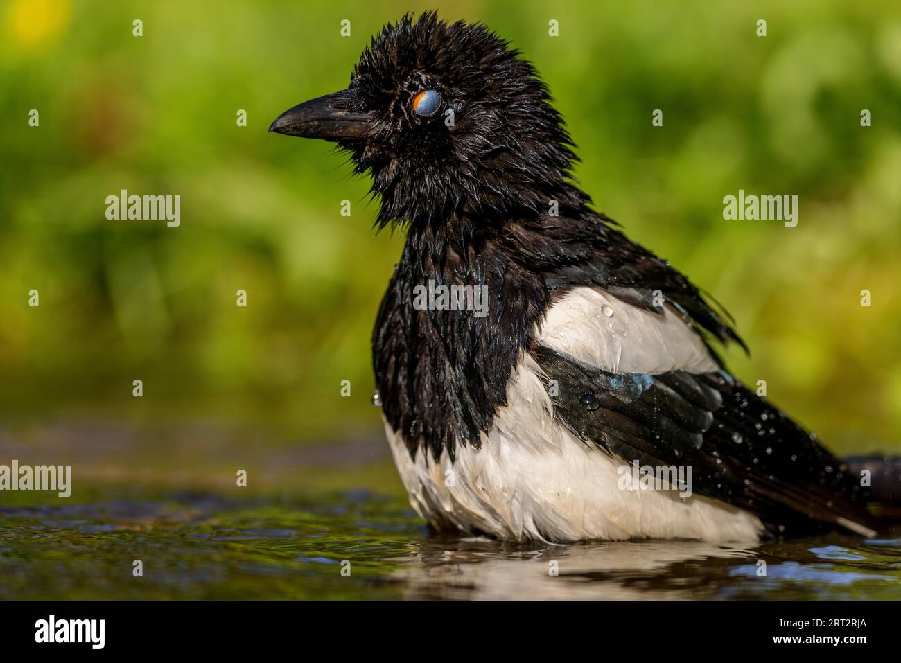 European magpie (Pica pica) sitting on the bank of a pond in spring ...