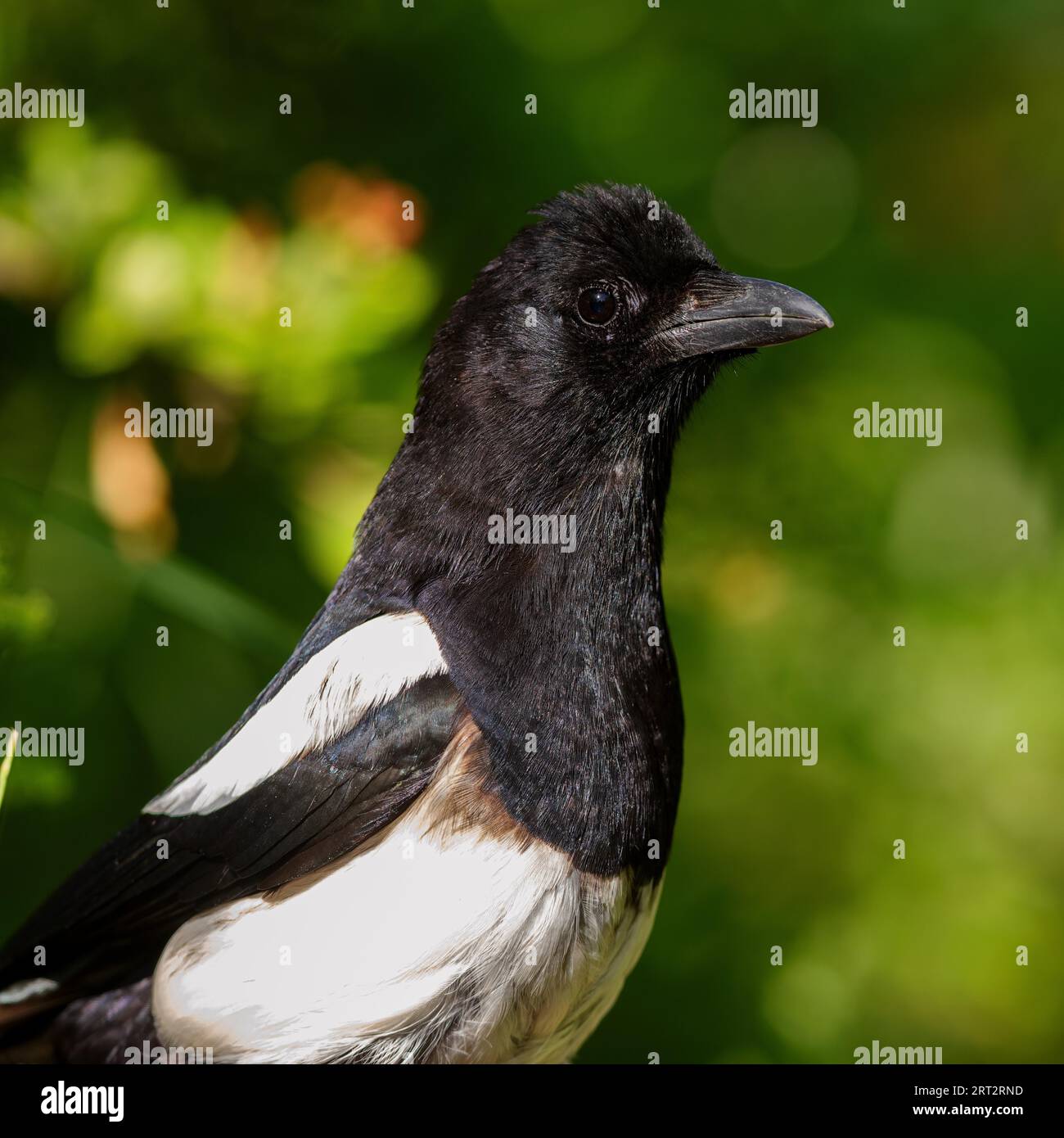 European magpie (Pica pica) in spring Stock Photo - Alamy