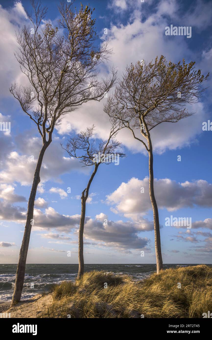 The Darsser Weststrand is located on the west coast of the Fischland ...