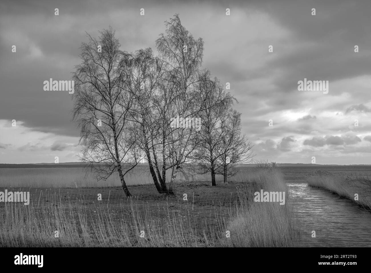 Open grove Black and White Stock Photos & Images - Alamy