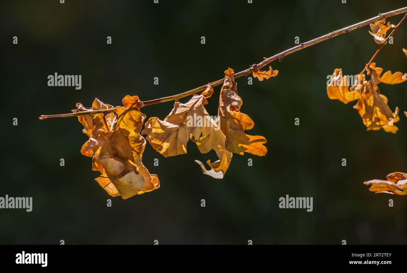 Withered oak leaves Stock Photo - Alamy