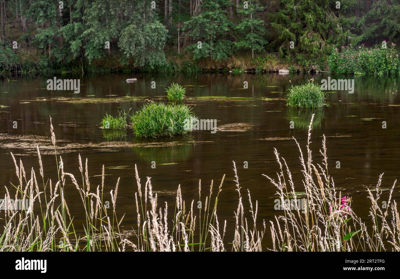 The grasses in the river Stock Photo - Alamy