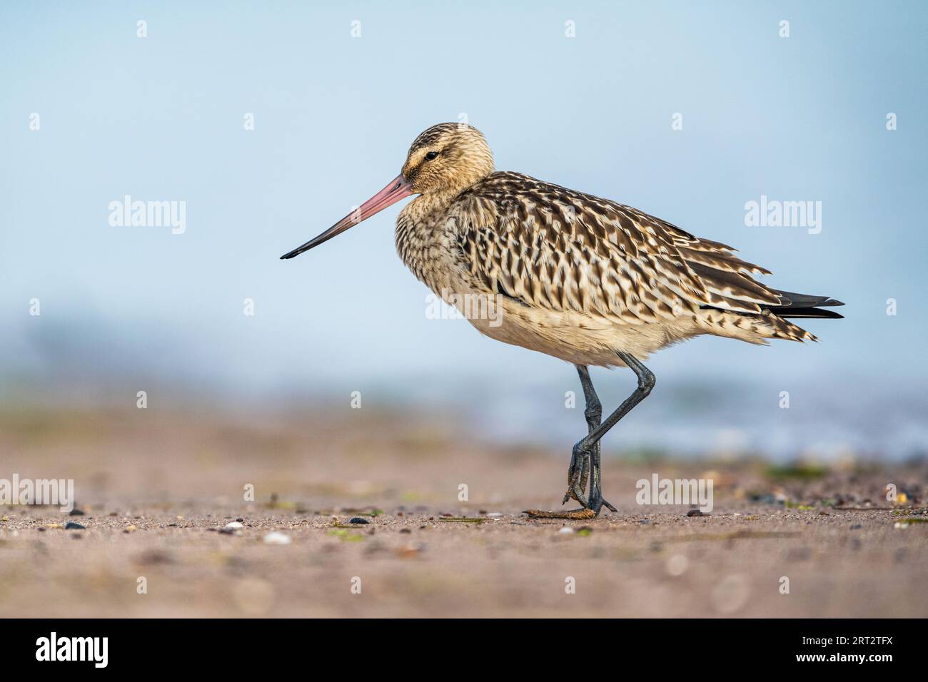 Bar-tailed Godwit, Limosa lapponica, bird feeding on the beach at low ...