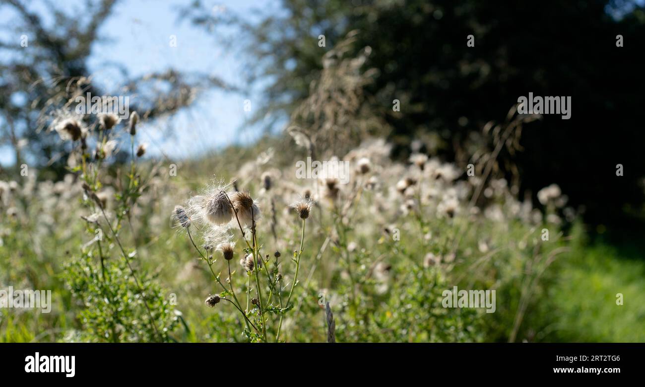 wild thistle heads blowing in the wind Stock Photo - Alamy