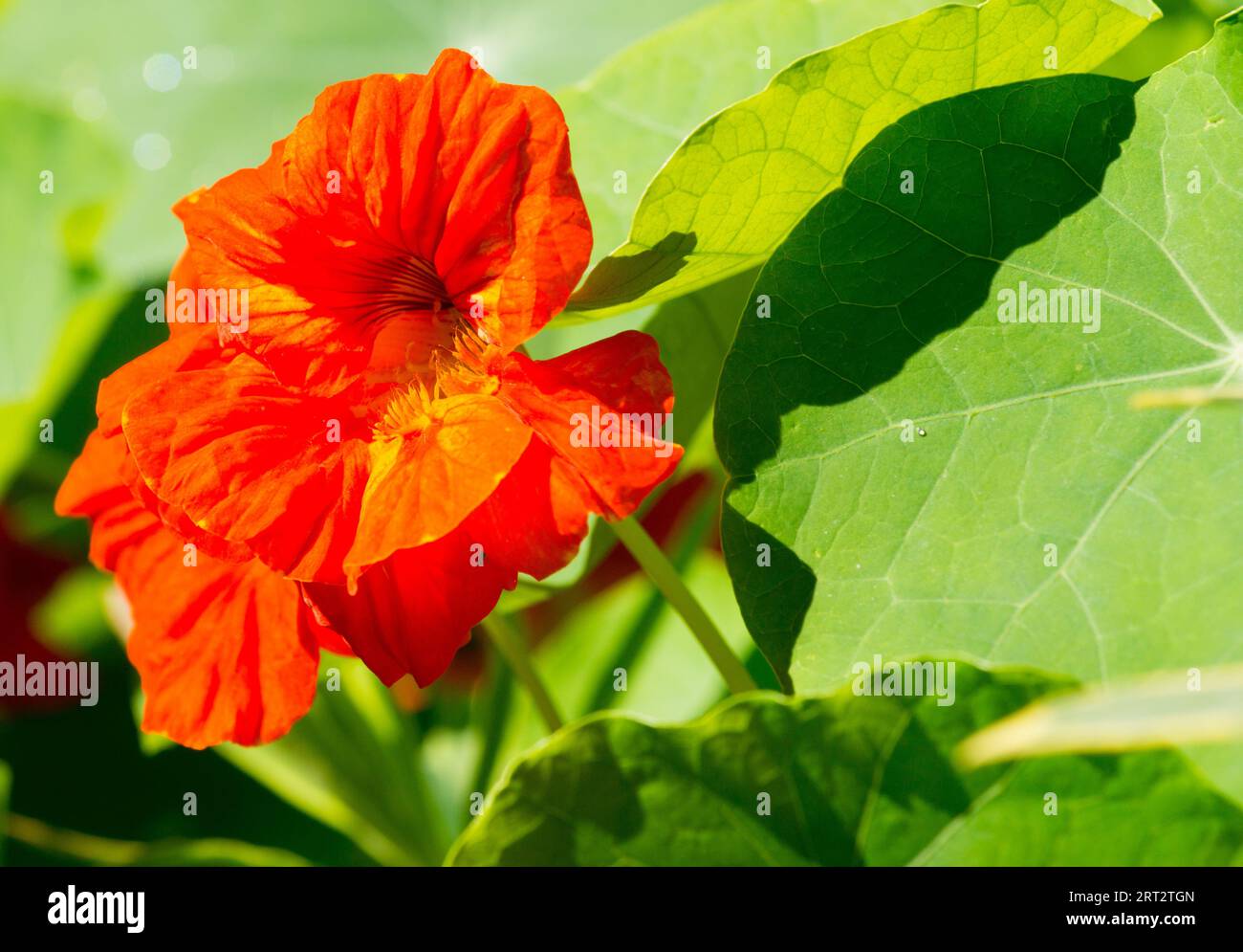 Disc shaped flower hi-res stock photography and images - Alamy