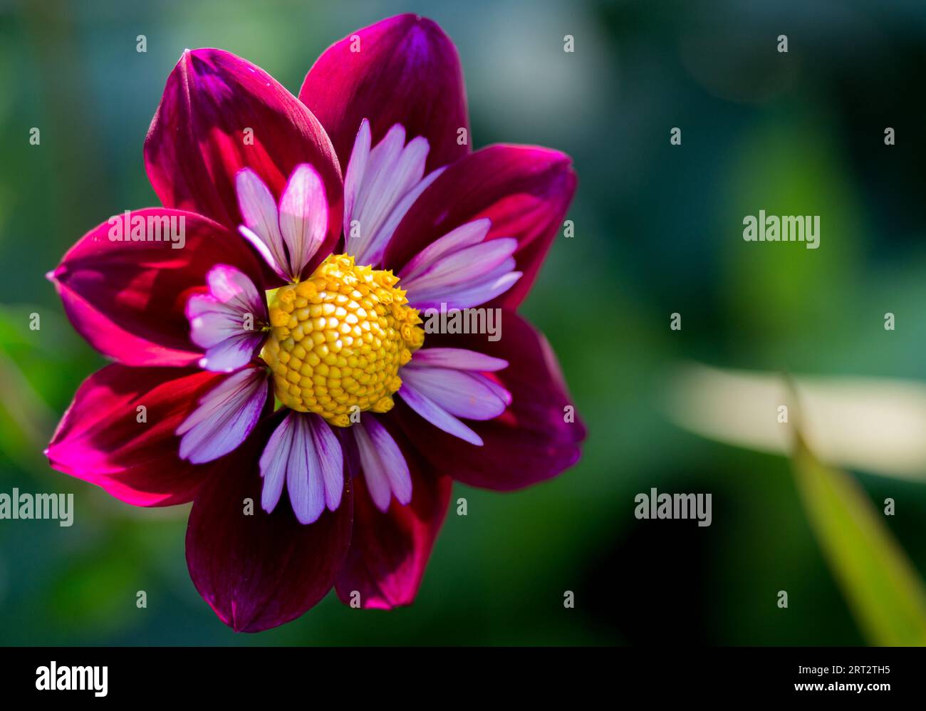 Dahlia Mary Evelyn, A deep dark red, white-violet ruff-like collarette ...