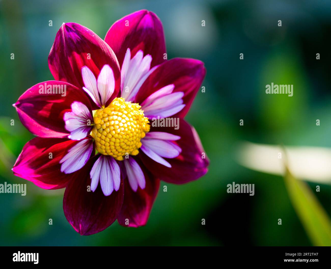Dahlia Mary Evelyn, A deep dark red, white-violet ruff-like collarette ...