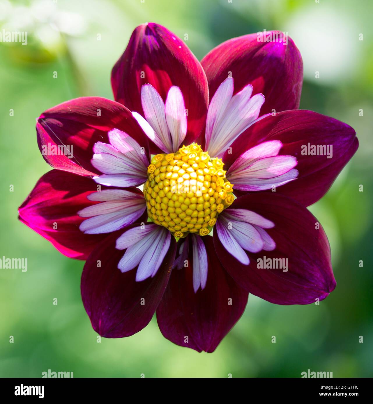 Dahlia Mary Evelyn, A deep dark red, white-violet ruff-like collarette ...