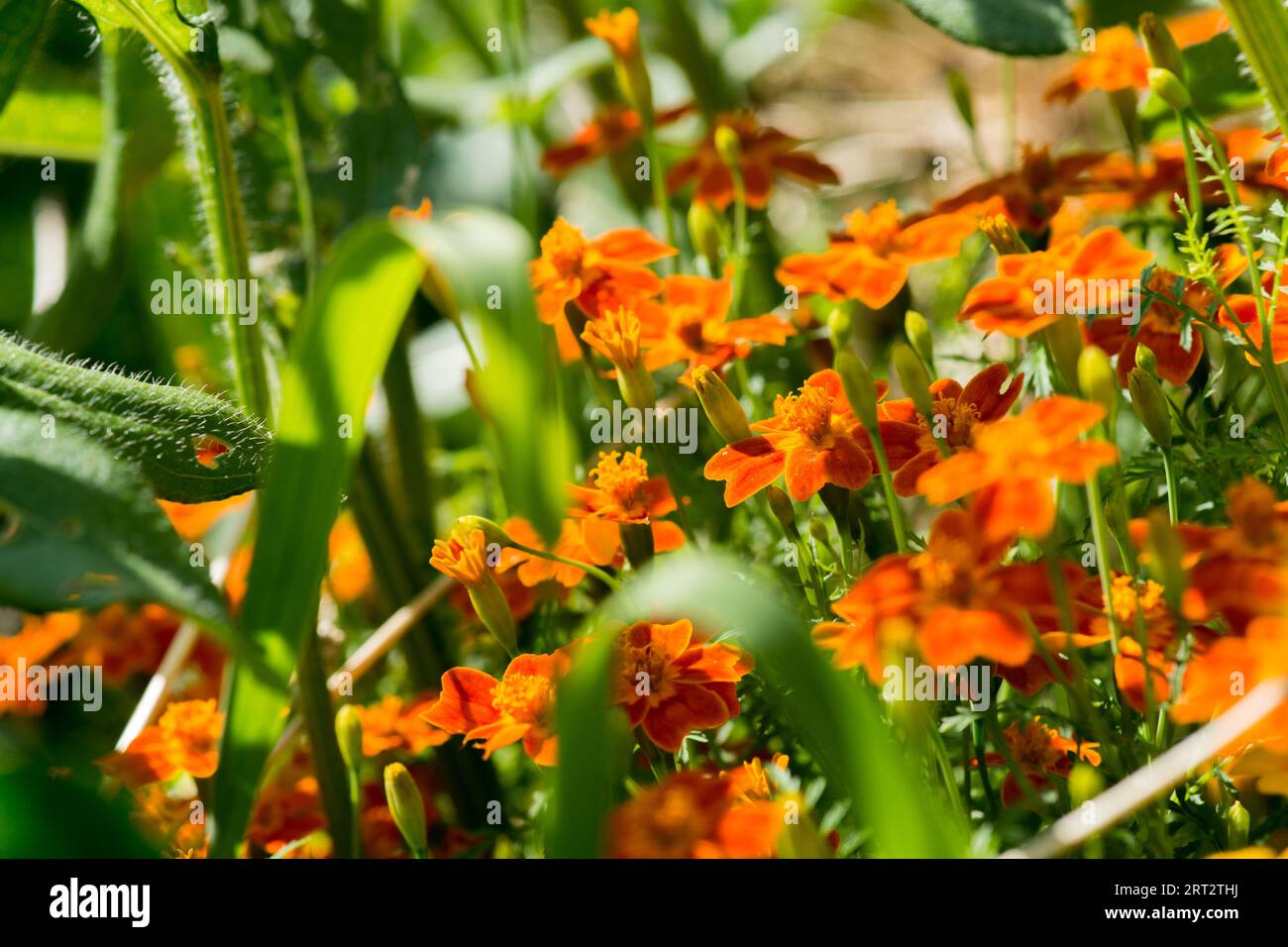 Signet marigold (Tagetes tenuifolia Stock Photo - Alamy