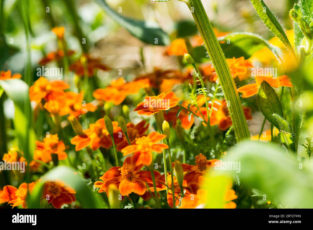 Signet marigold (Tagetes tenuifolia Stock Photo - Alamy
