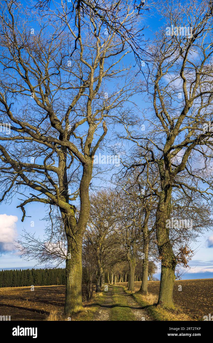 Path under the trees hi-res stock photography and images - Alamy