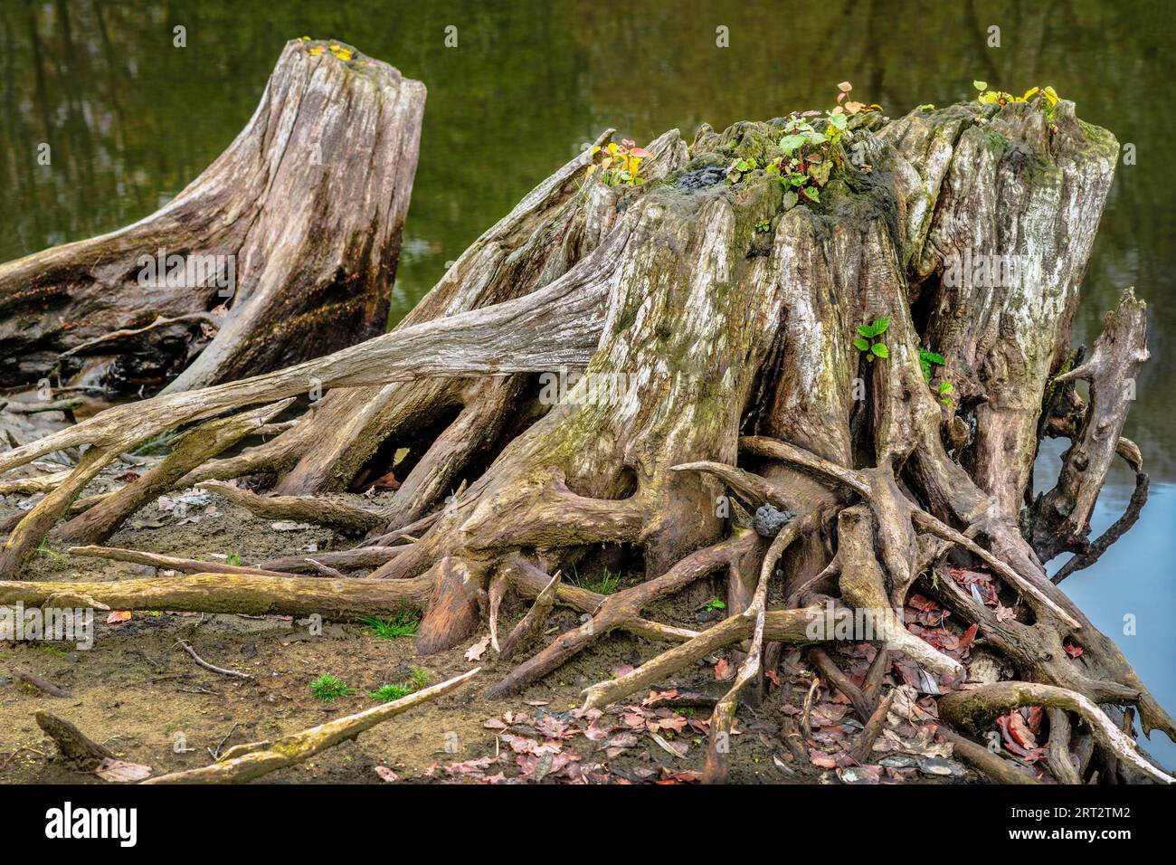 The root by the water Stock Photo - Alamy