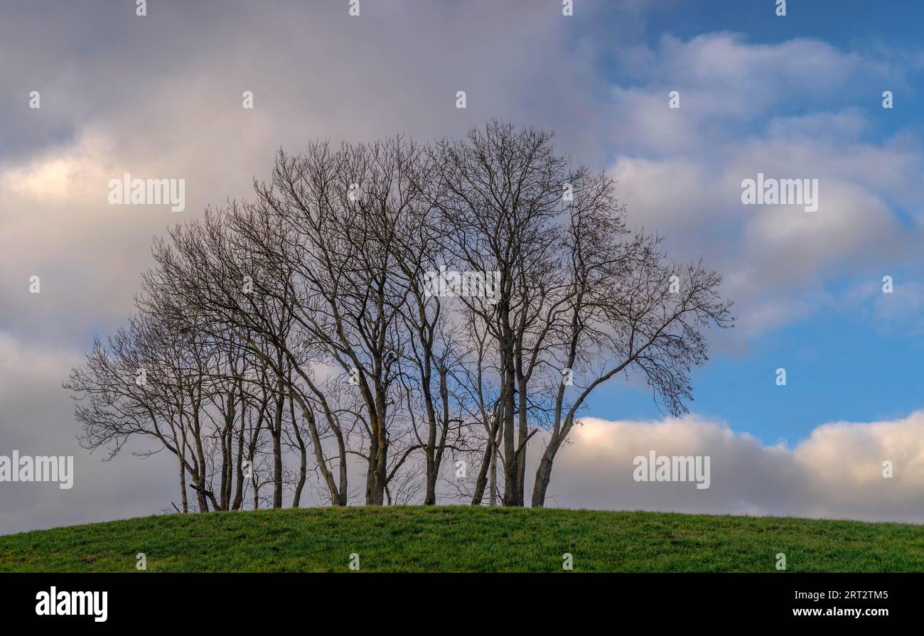 Group of trees in December Stock Photo - Alamy