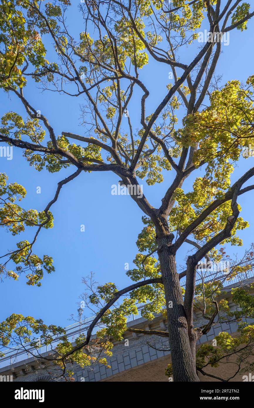 Tree branch bridge hi-res stock photography and images - Alamy
