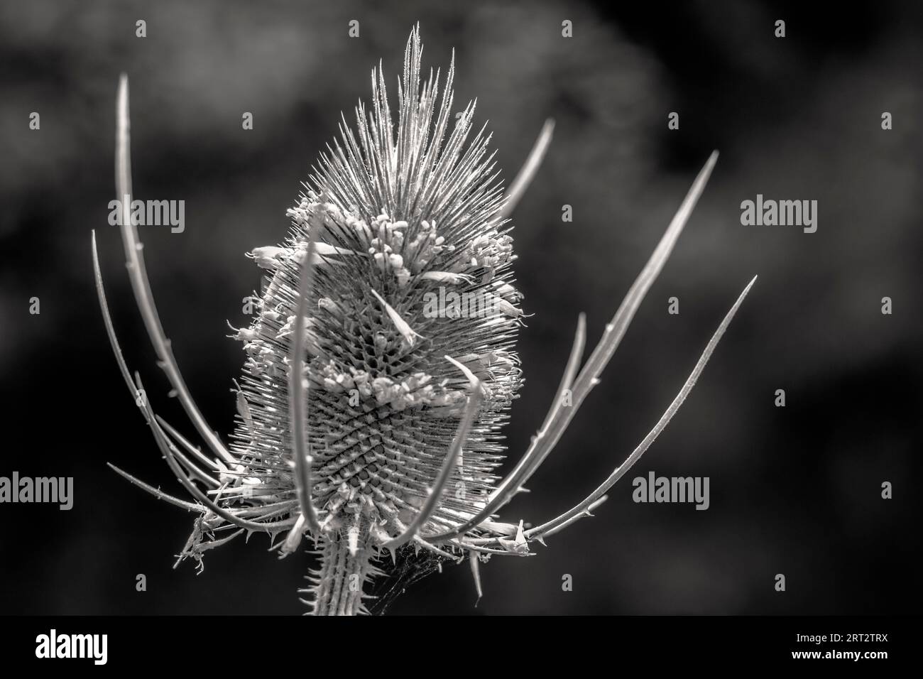 The wild cardoon is a plant species that belongs to the subfamily of ...