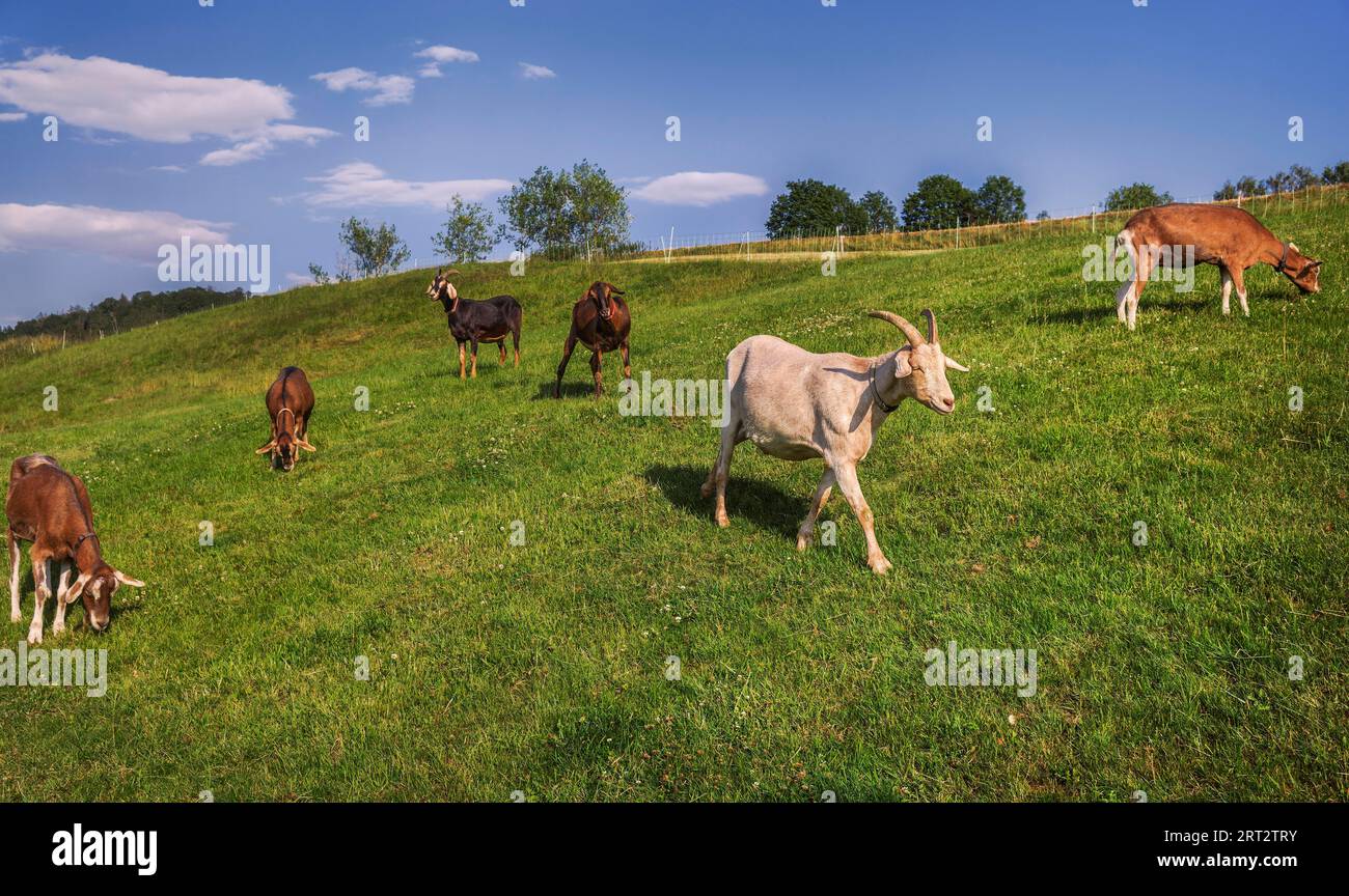 Lawn mower with goats hi-res stock photography and images - Alamy