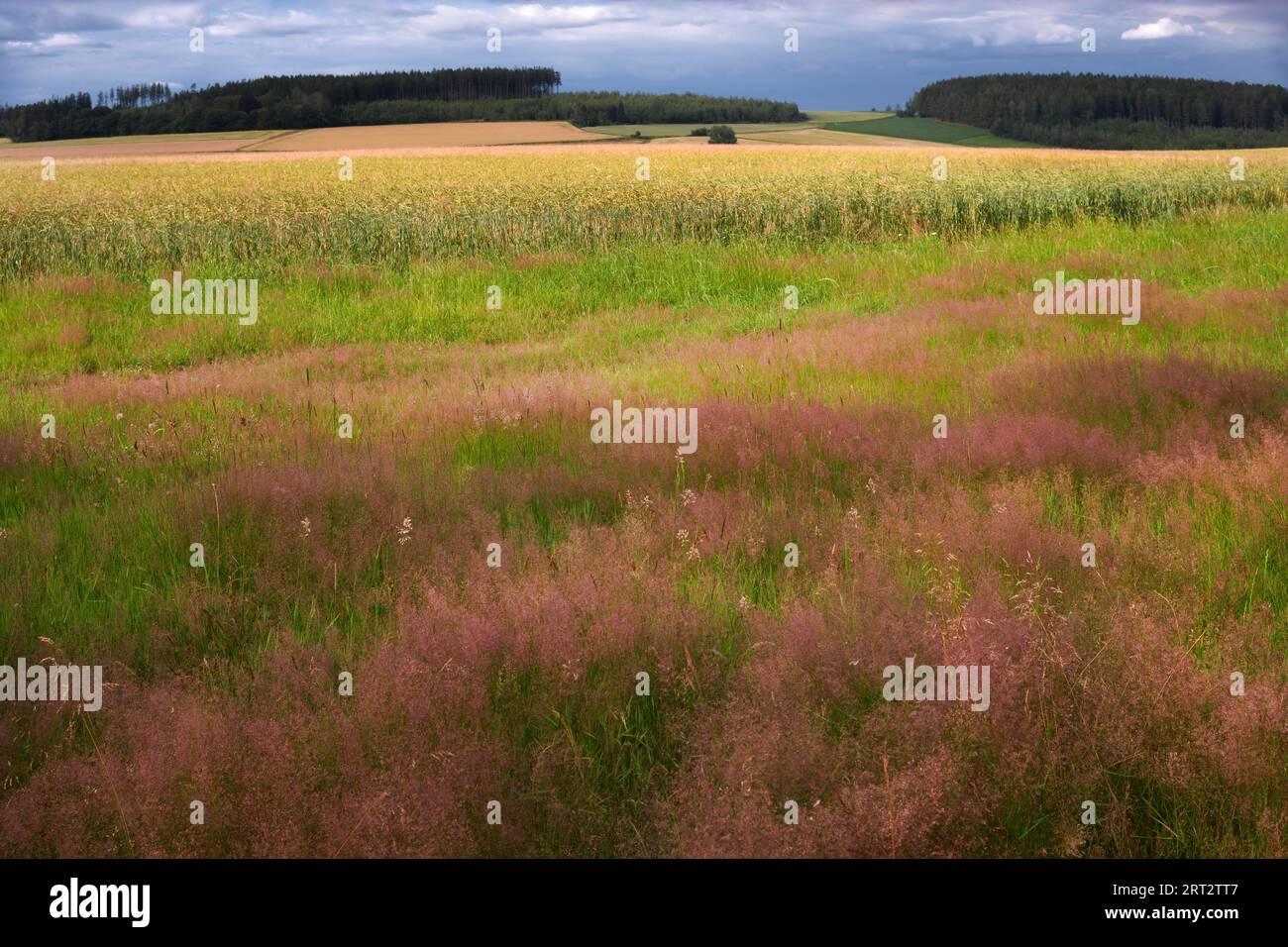 The summer colours of the fields Stock Photo - Alamy