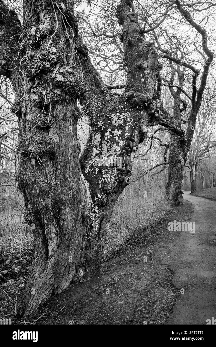 Way trees Black and White Stock Photos & Images - Alamy
