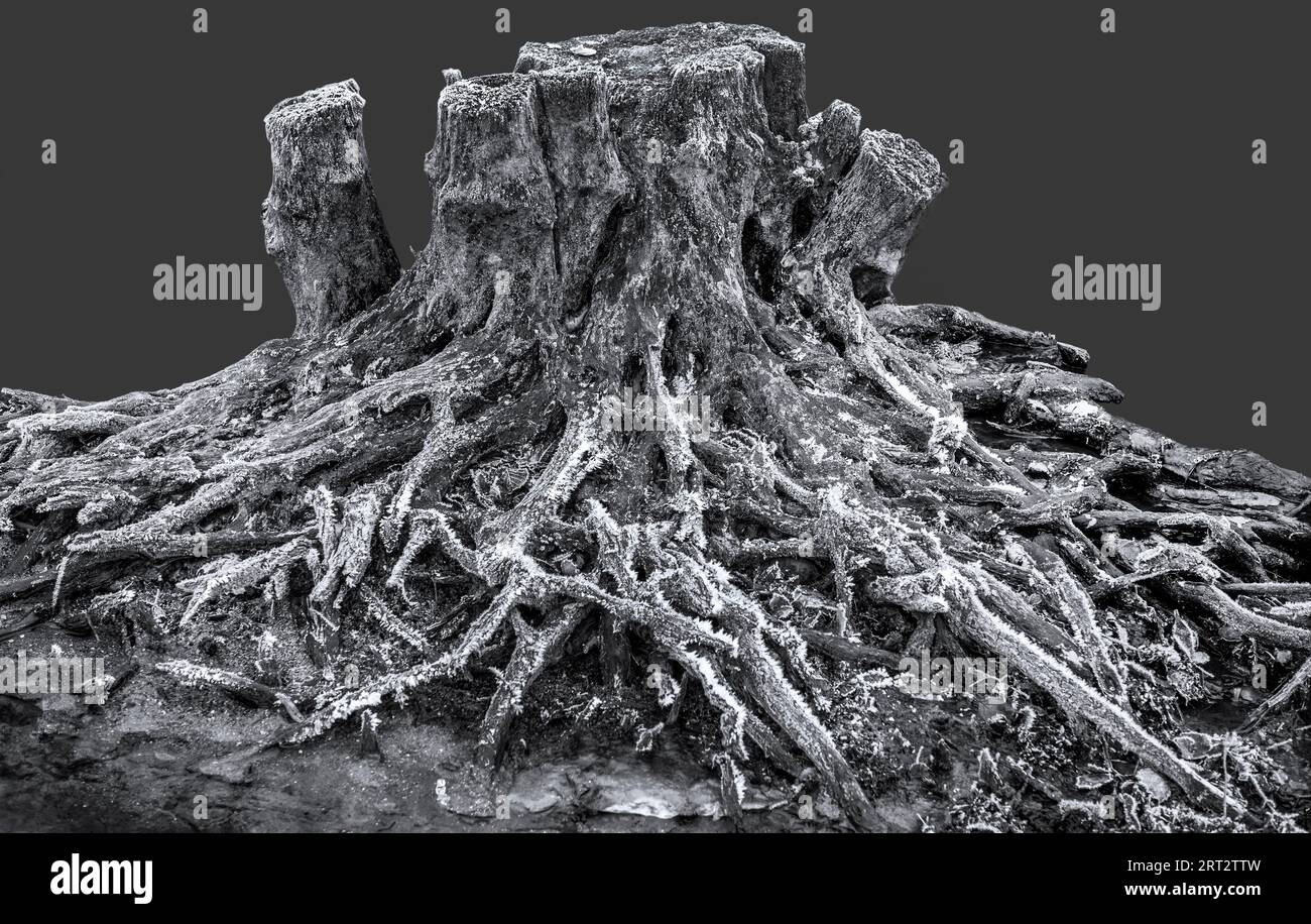 Baumwurzel hi-res stock photography and images - Alamy